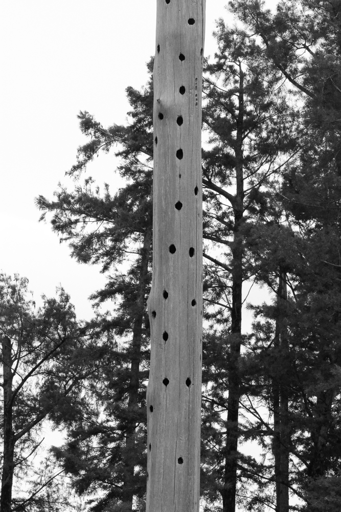 SINHG Cruises Stumphole Swamp – Tidelines