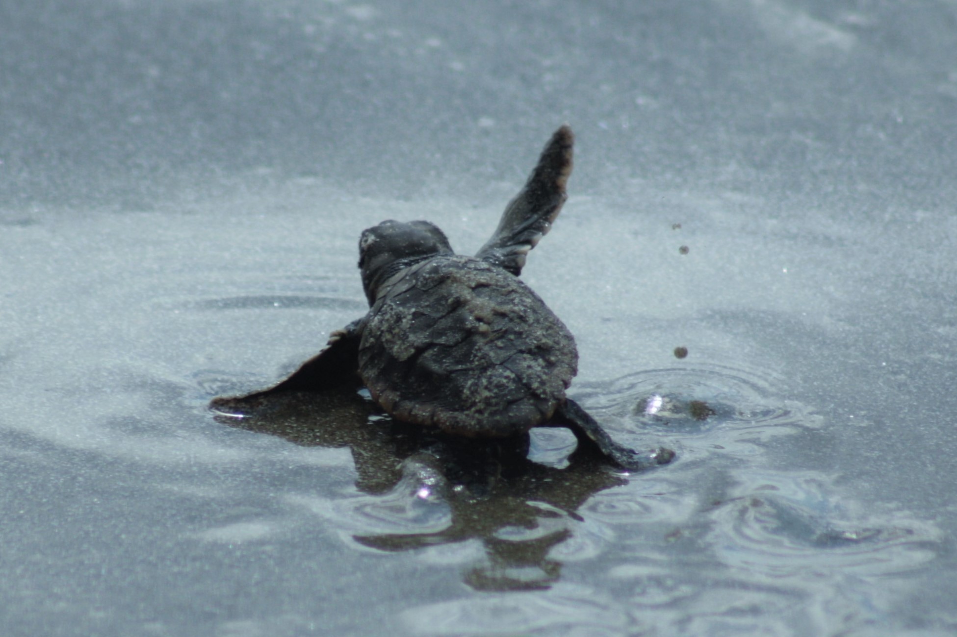 SI 2021 Turtle DNA Results Are In – Tidelines