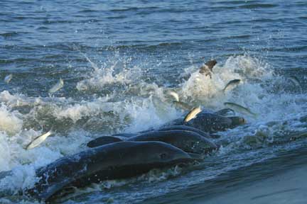 Strand Feeding Dolphins – Tidelines