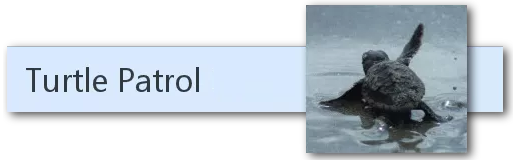 Turtle DNA Analysis – Tidelines