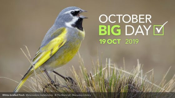 Join SIB for October Big Day – October 19 – Tidelines