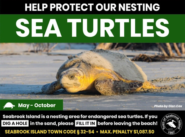 Protect Our Nesting Sea Turtles – Tidelines