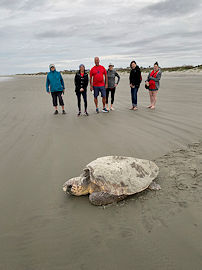 Turtle Patrol 05 26 23 Nest 3 walkers and turtle – Tidelines