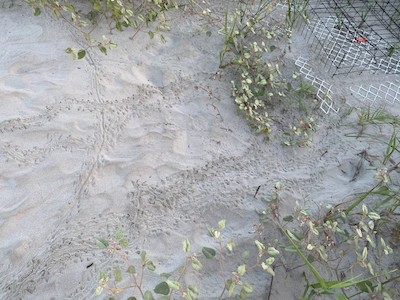 Turtle Patrol Report for July 23 – July 29 – Tidelines