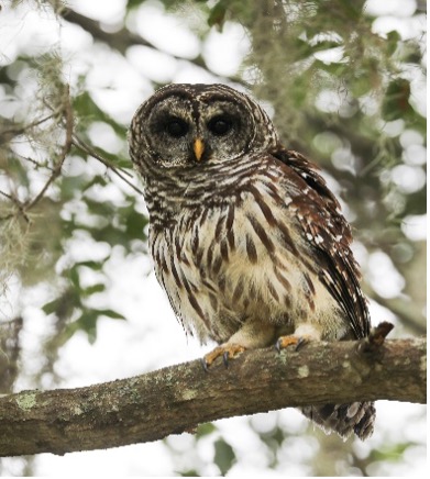 Whoo Made It Happen? You Did! – Tidelines