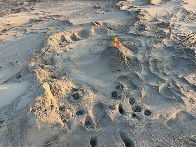 062524T False Crawl – Tidelines